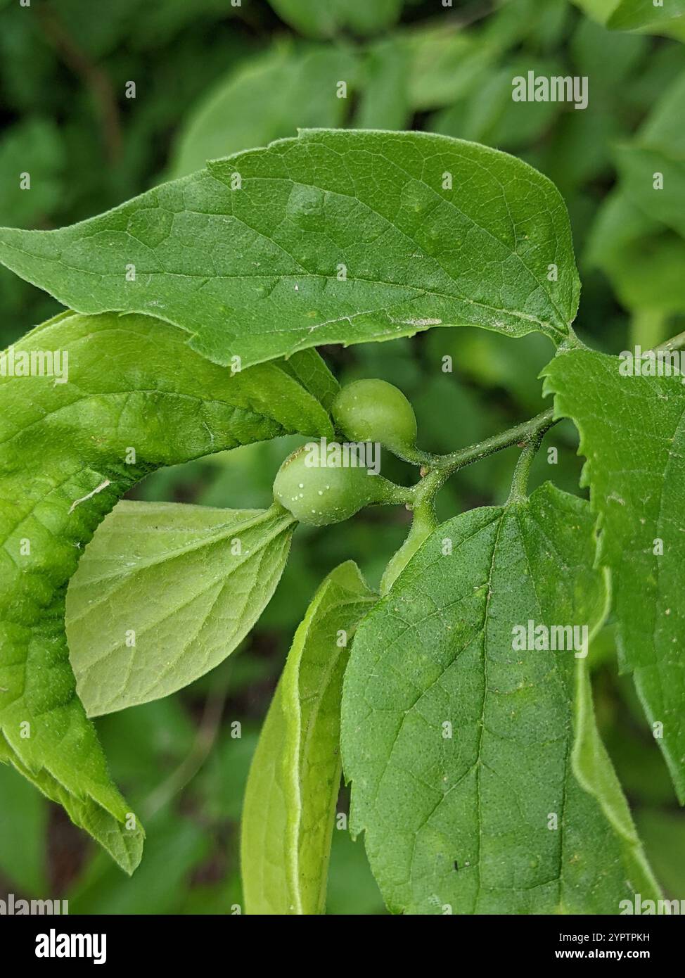 Hackberry Petiole Gall Psyllid (Pachypsylla venusta Stock Photo - Alamy