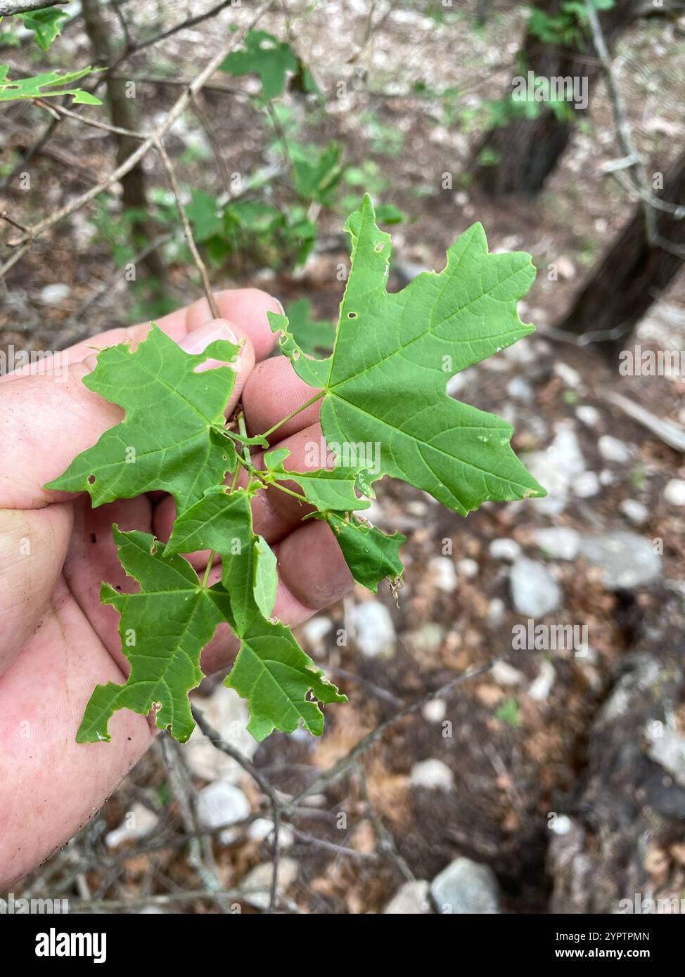 bigtooth maple (Acer grandidentatum Stock Photo - Alamy