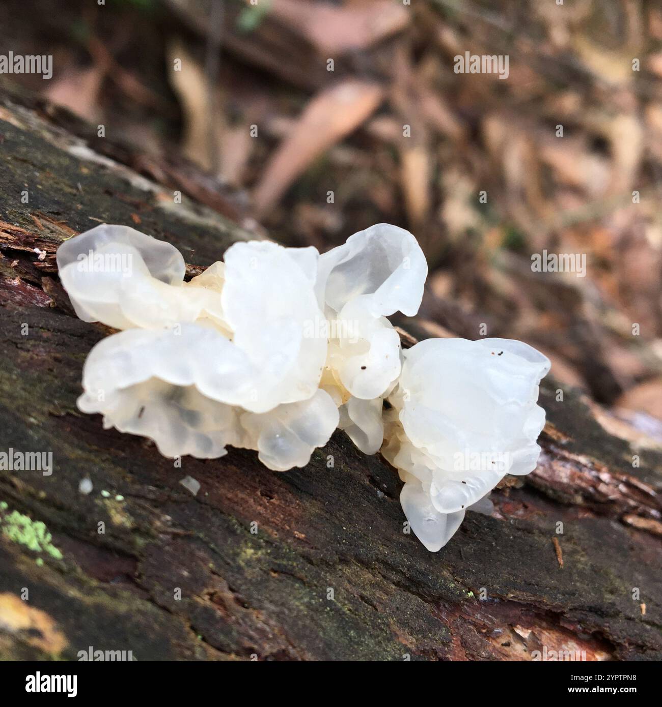snow fungus (Tremella fuciformis Stock Photo - Alamy