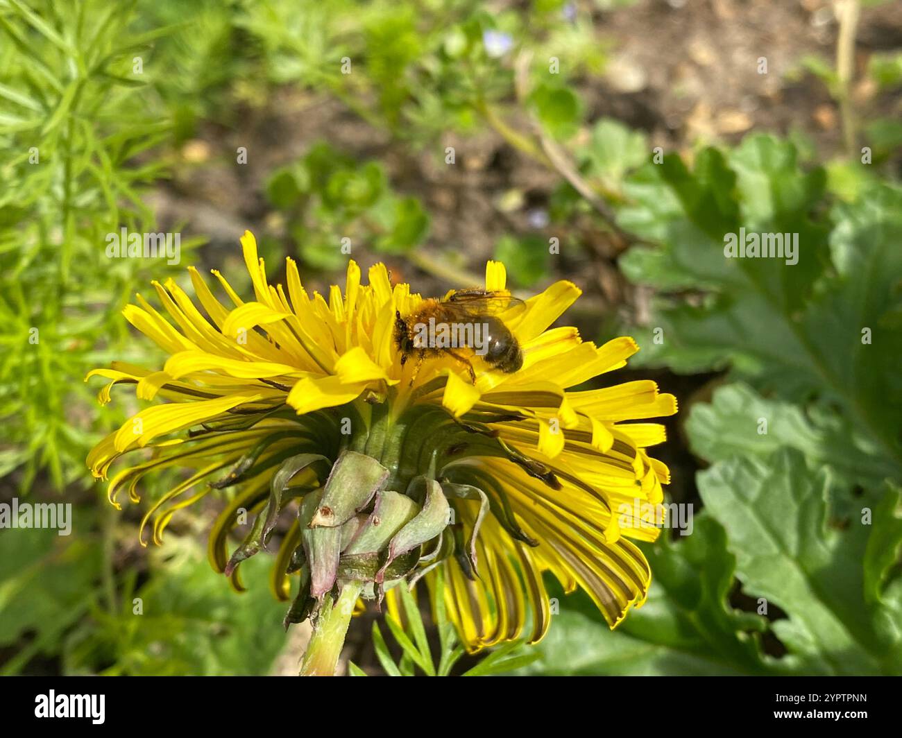 Buffish Mining Bee (Andrena nigroaenea Stock Photo - Alamy
