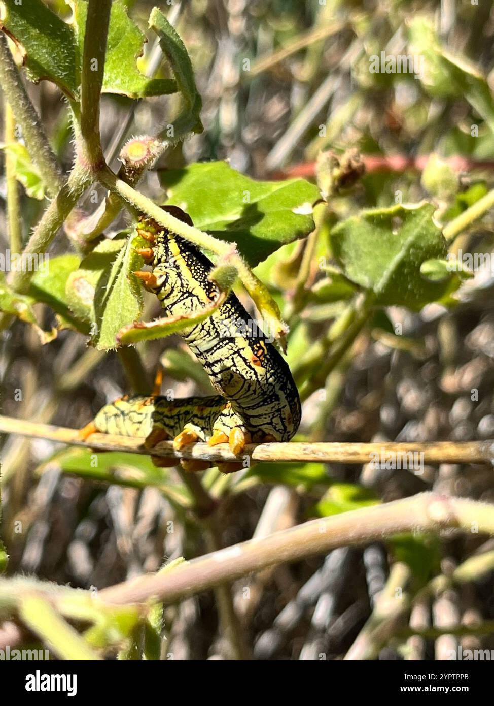 White-lined Sphinx (Hyles lineata Stock Photo - Alamy