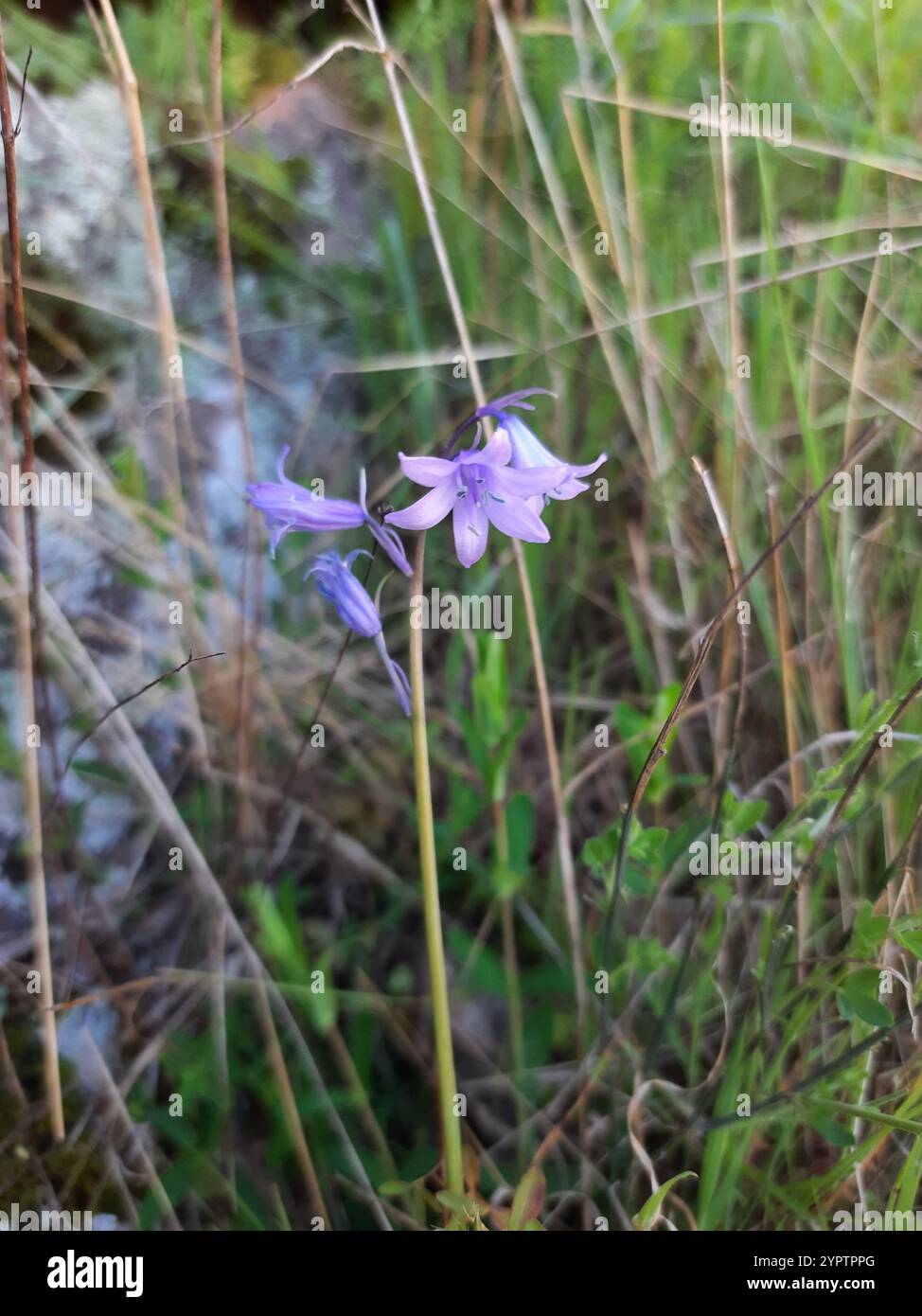 Spanish Bluebell (Hyacinthoides hispanica Stock Photo - Alamy