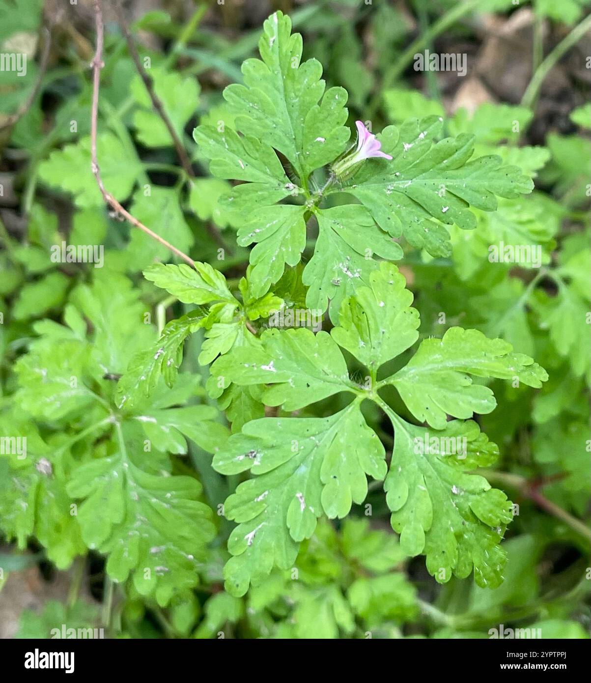 Little-Robin (Geranium purpureum Stock Photo - Alamy