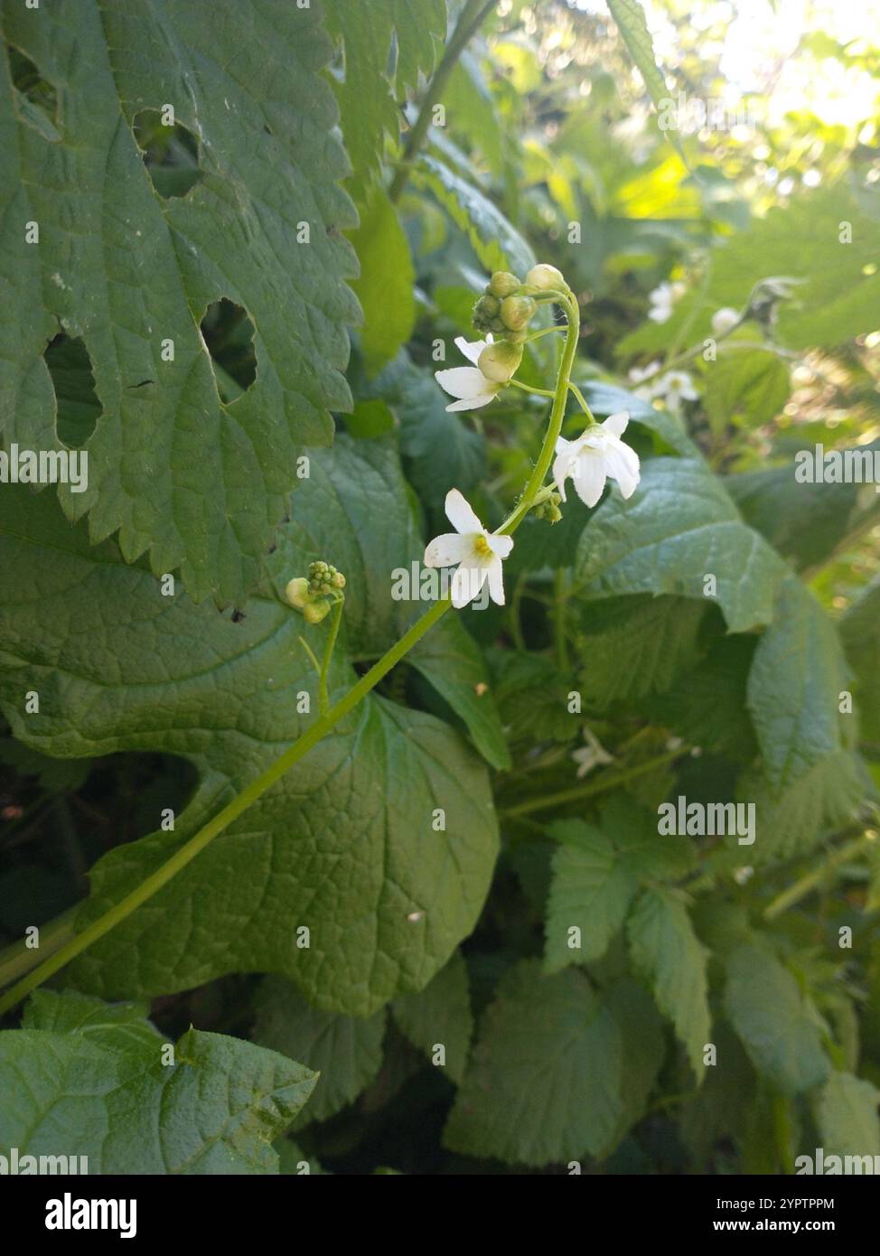 coastal manroot (Marah oregana Stock Photo - Alamy
