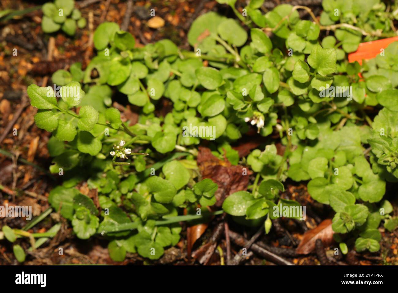 hairy bittercress (Cardamine hirsuta Stock Photo - Alamy