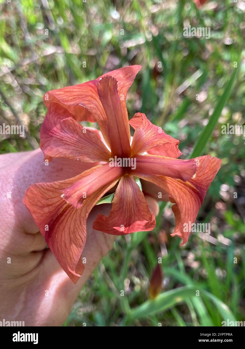 Copper Iris (Iris fulva Stock Photo - Alamy