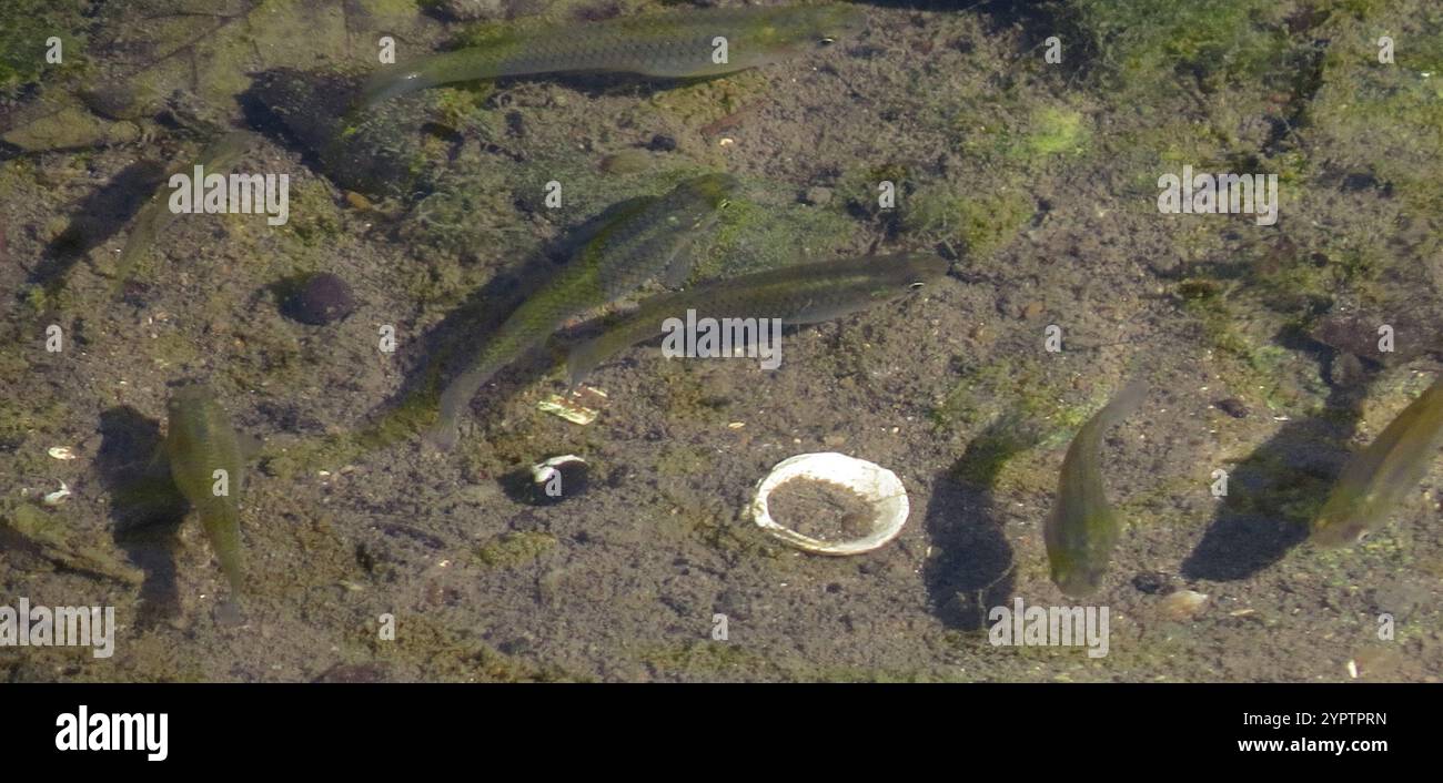 Western Mosquitofish (Gambusia affinis Stock Photo - Alamy