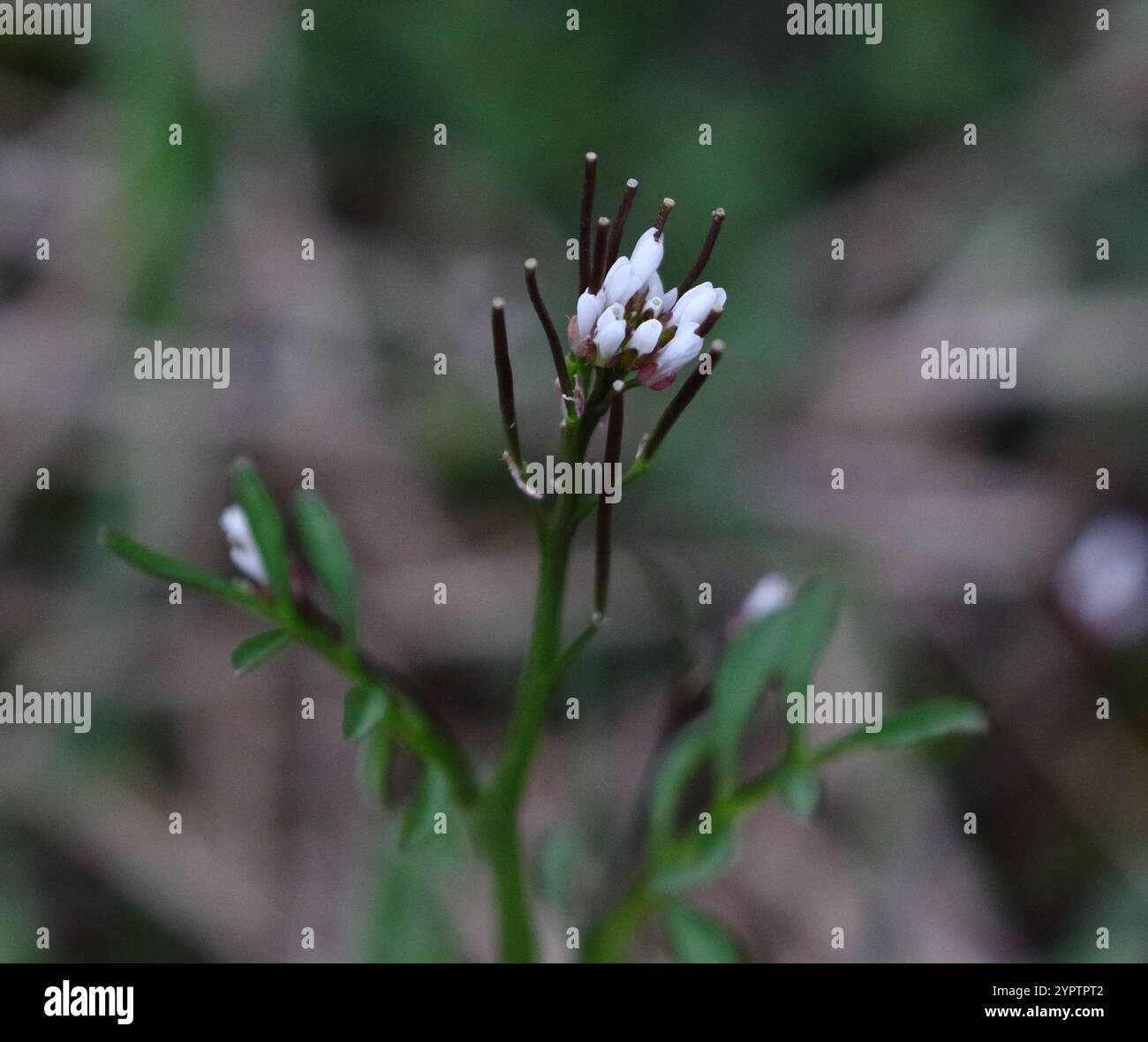 hairy bittercress (Cardamine hirsuta Stock Photo - Alamy
