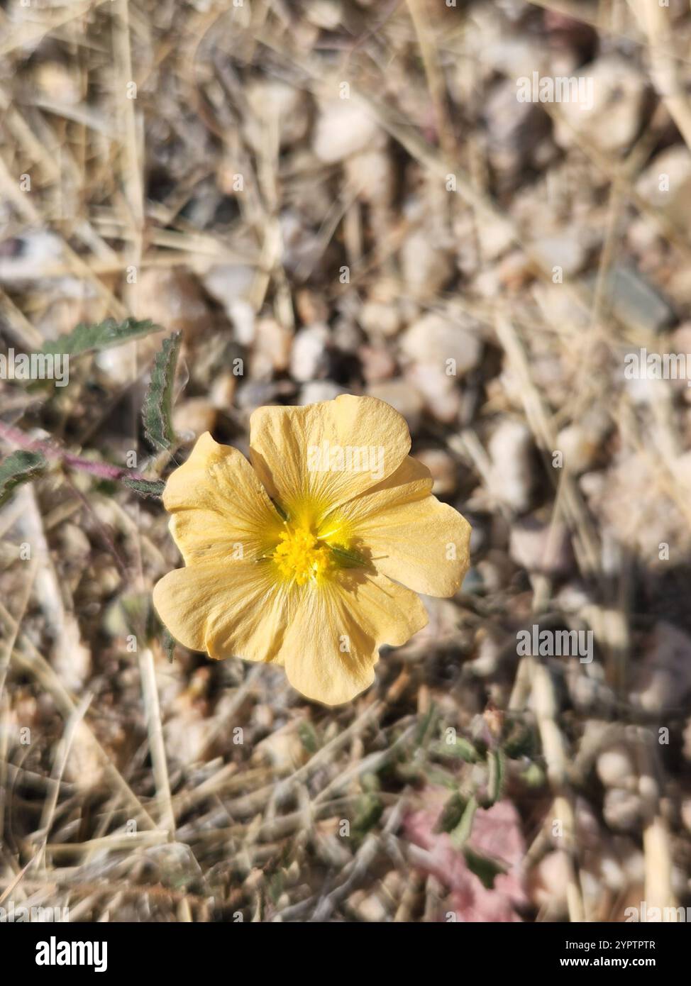 spreading sida (Sida abutilifolia Stock Photo - Alamy