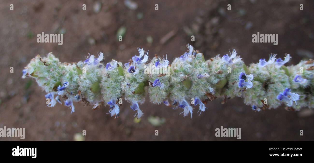 Camphor Spurflower (Coleus cylindraceus Stock Photo - Alamy