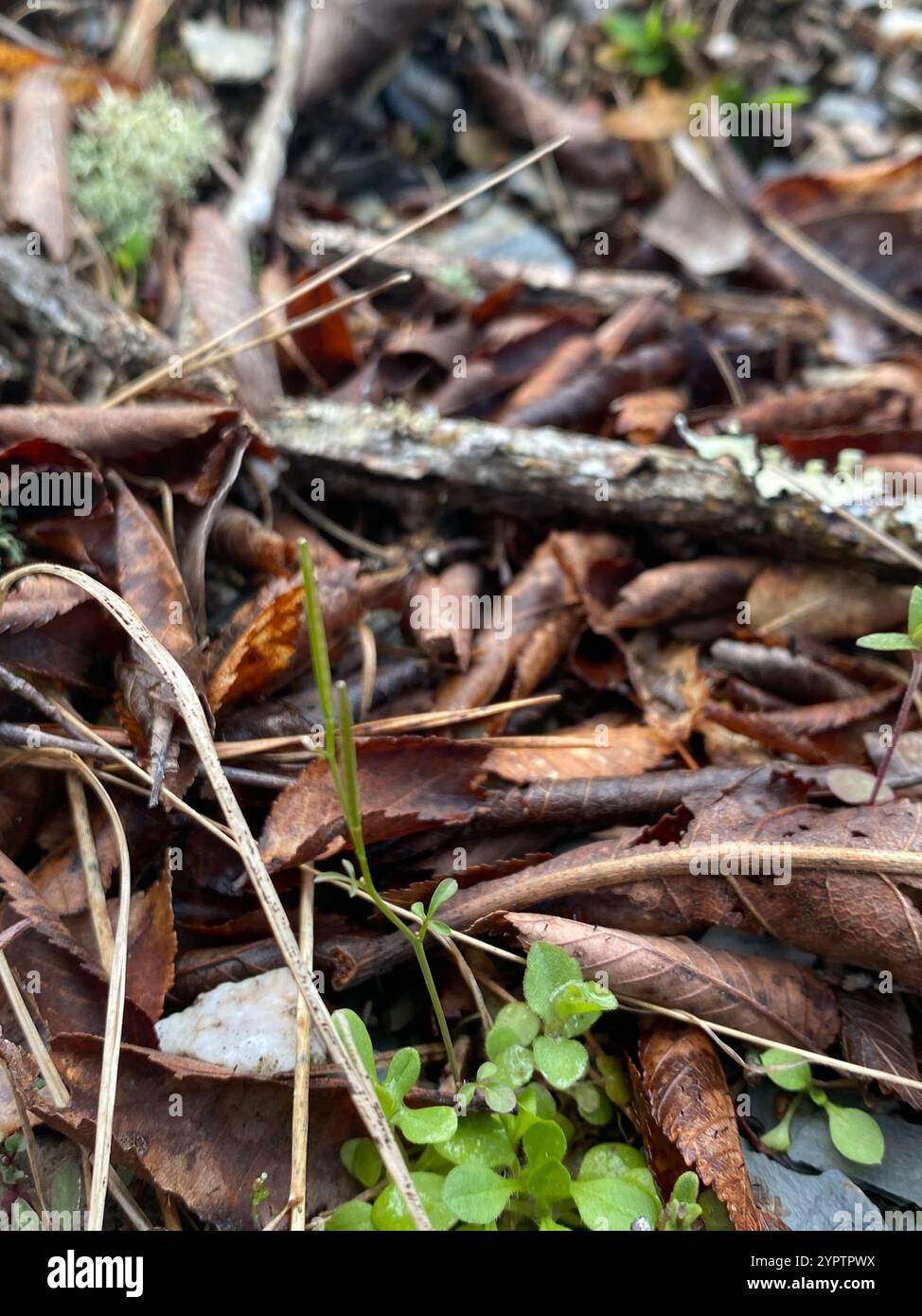 Sand Bittercress (Cardamine parviflora Stock Photo - Alamy