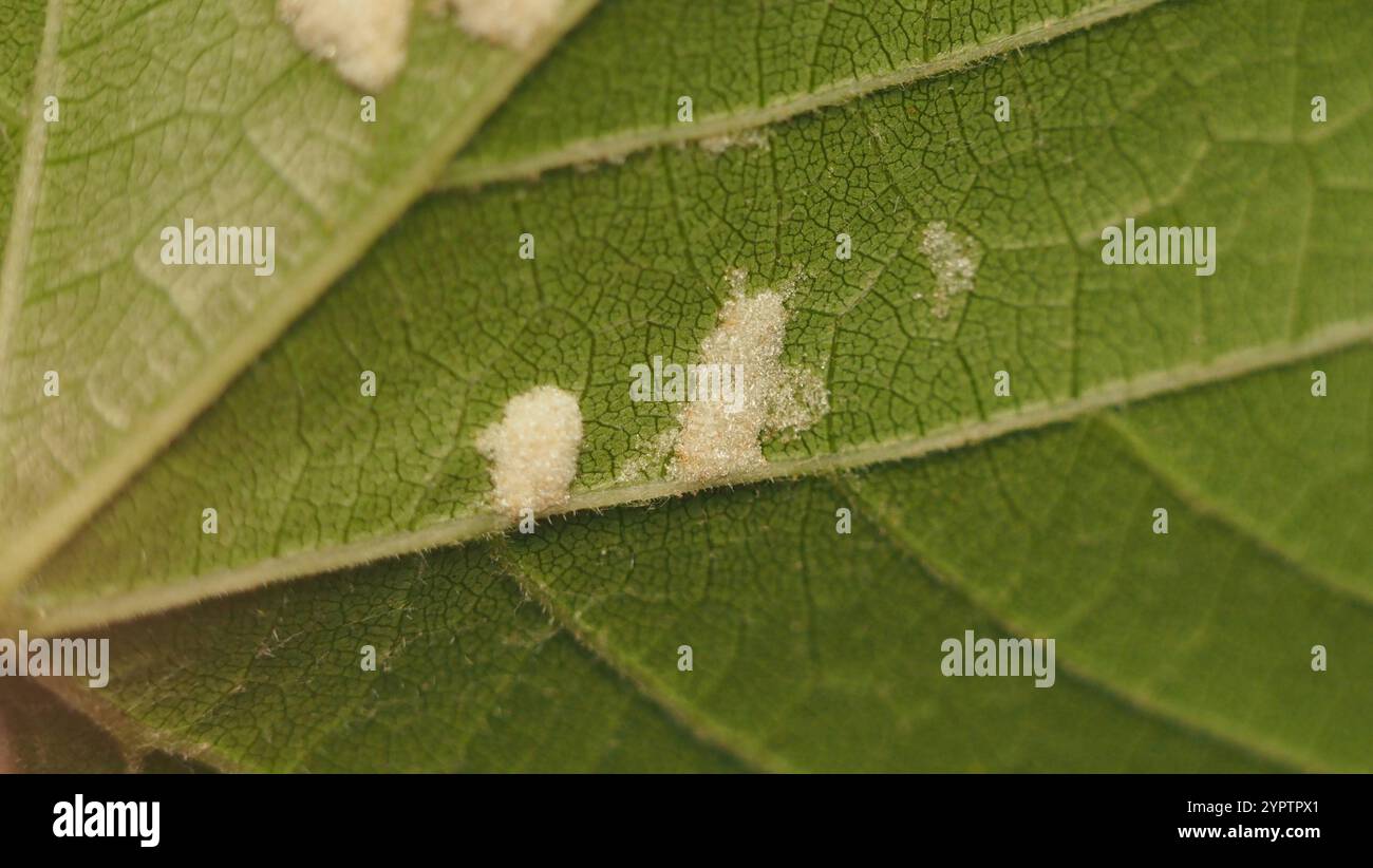 Grape Erineum Mite (Colomerus vitis Stock Photo - Alamy