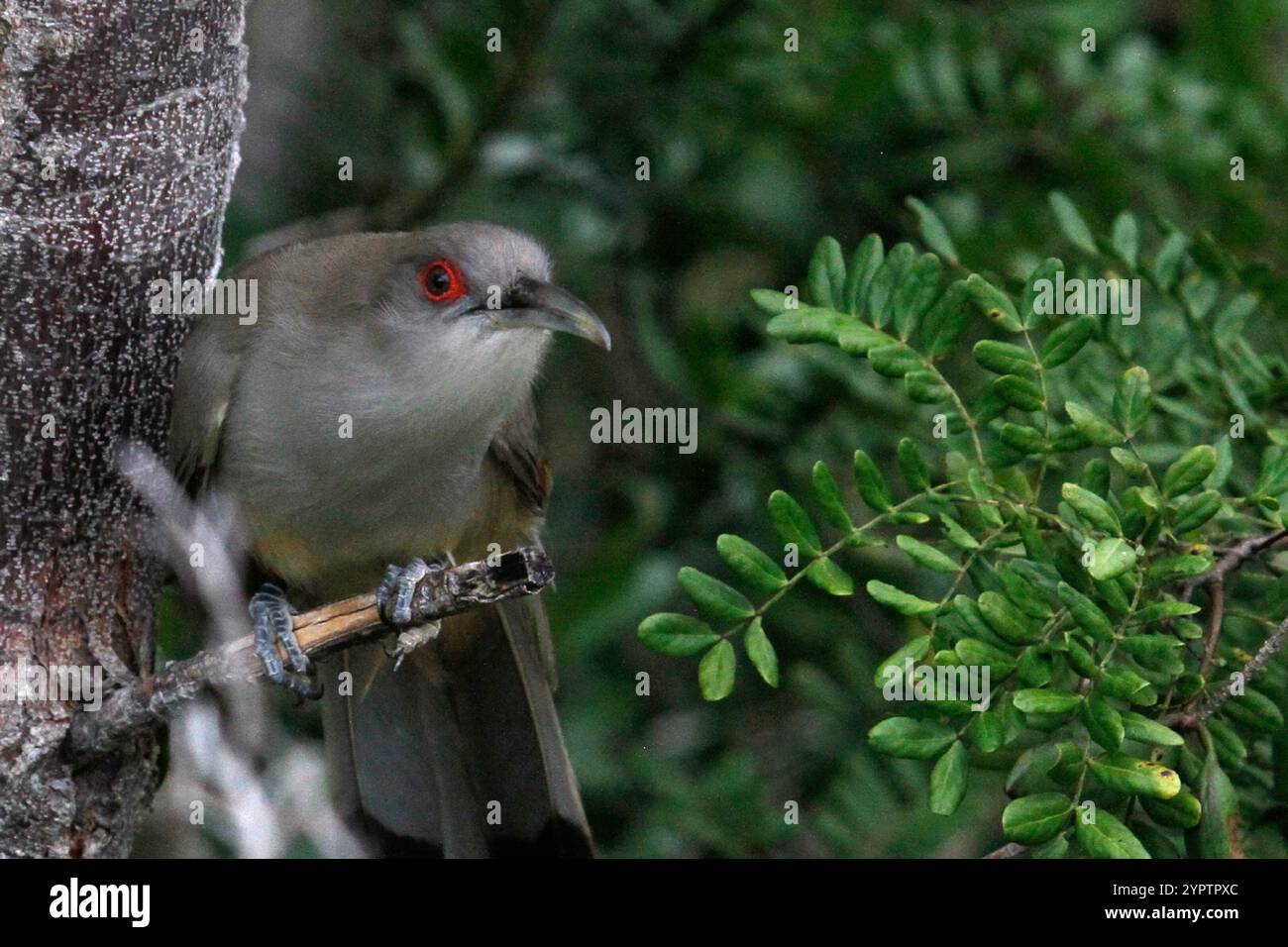 Great Lizard-Cuckoo (Coccyzus merlini Stock Photo - Alamy