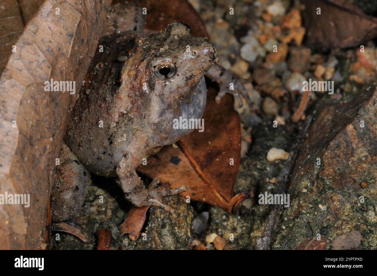 Large Pygmy Frog (Microhyla berdmorei Stock Photo - Alamy