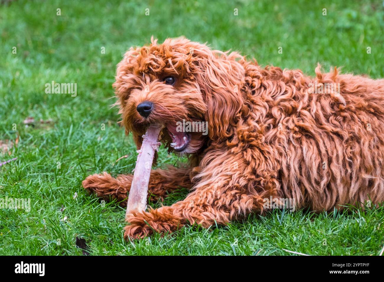 Cavapoo dog hi-res stock photography and images - Alamy