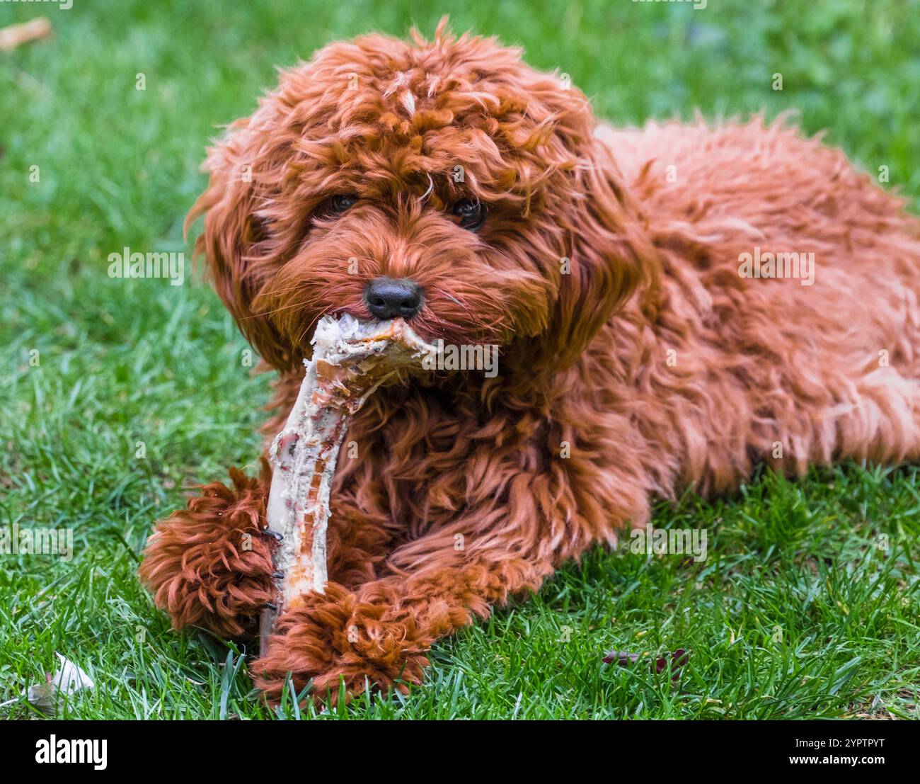 Cavapoo hi-res stock photography and images - Alamy