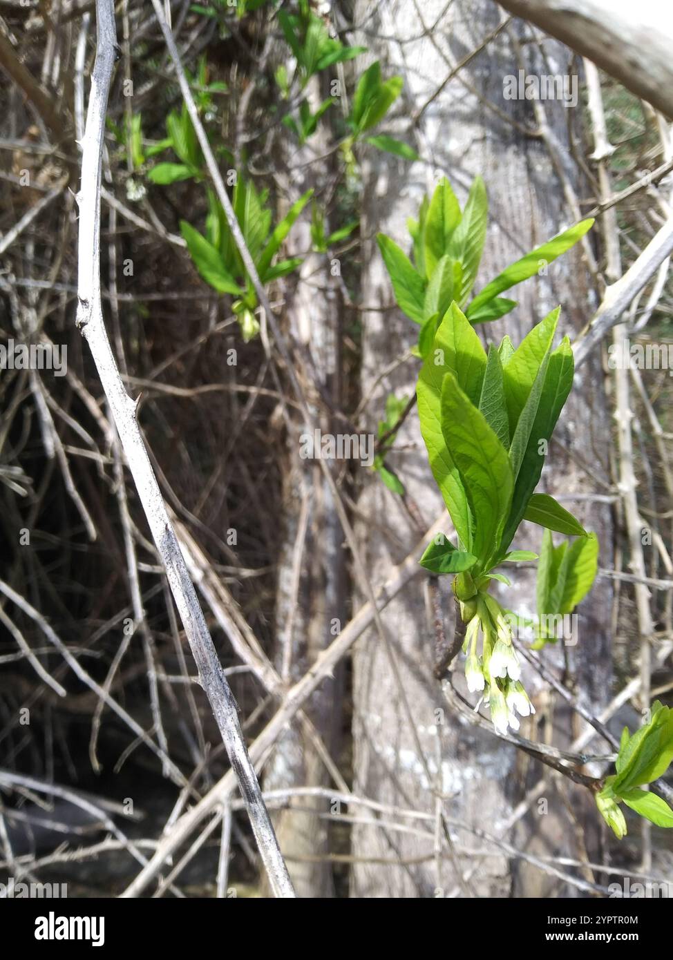 Osoberry (Oemleria cerasiformis Stock Photo - Alamy