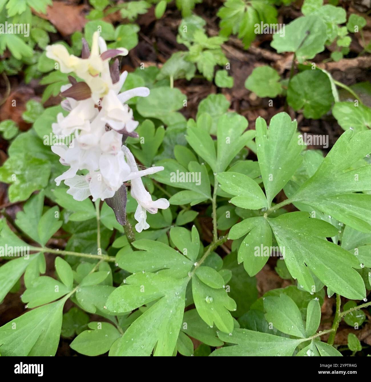 Hollowroot (Corydalis cava Stock Photo - Alamy