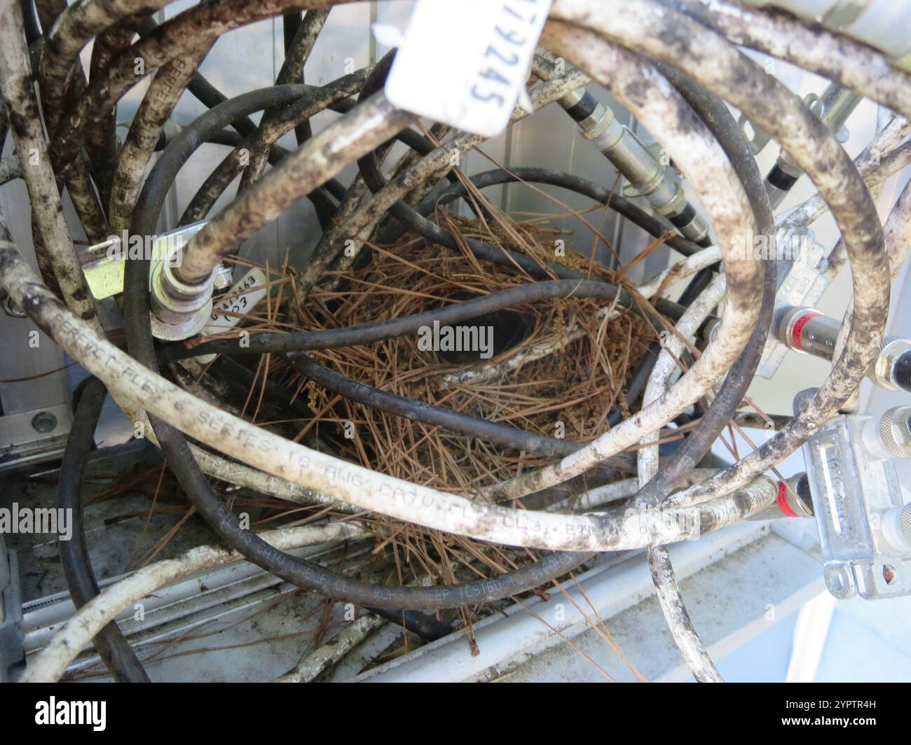 Carolina Wren (Thryothorus ludovicianus Stock Photo - Alamy