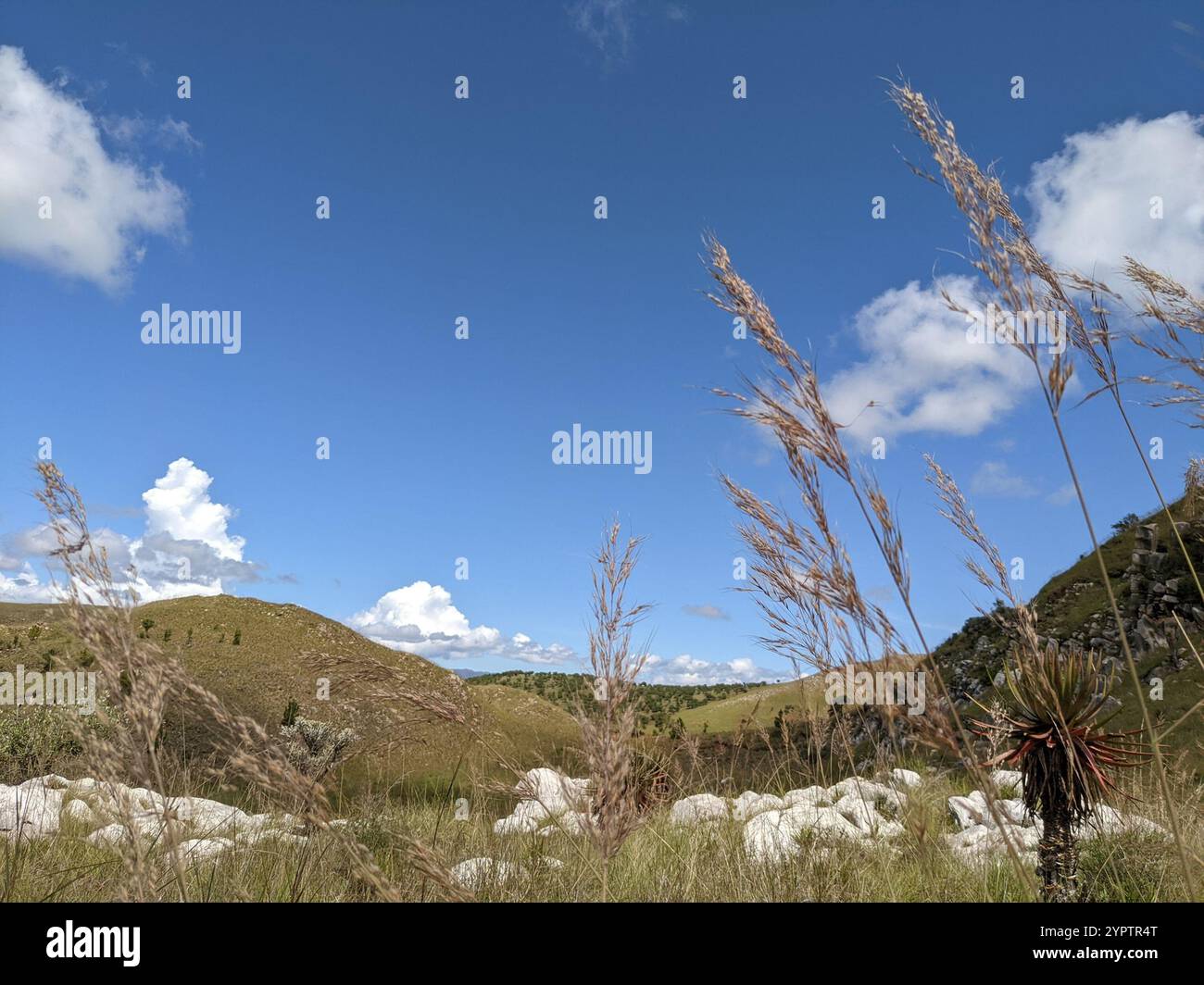 Common Russet Grass (Loudetia simplex Stock Photo - Alamy
