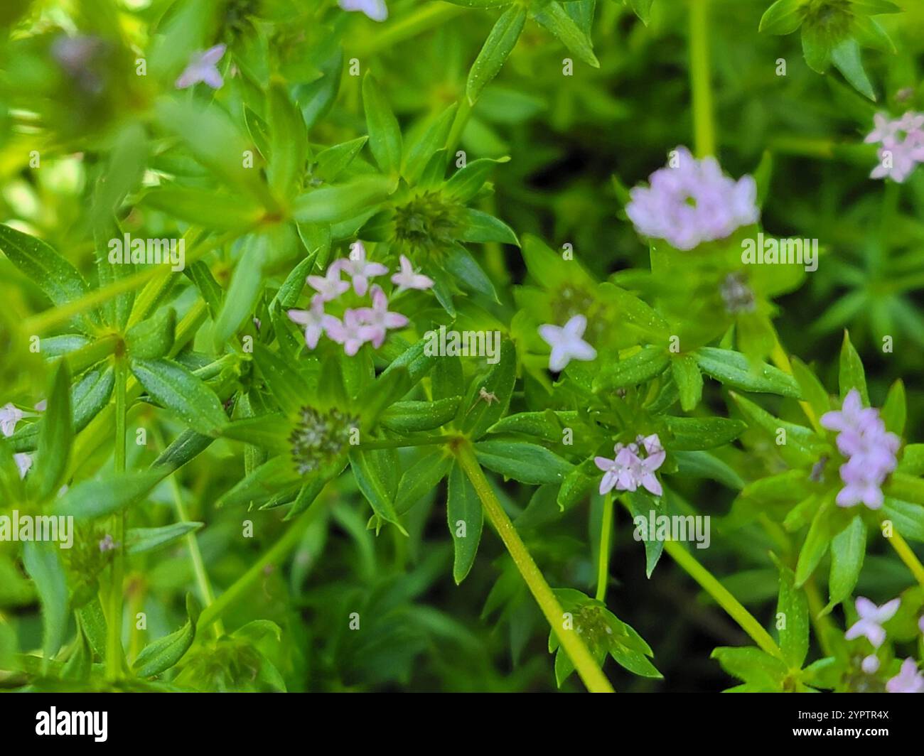 Field madder (Sherardia arvensis Stock Photo - Alamy