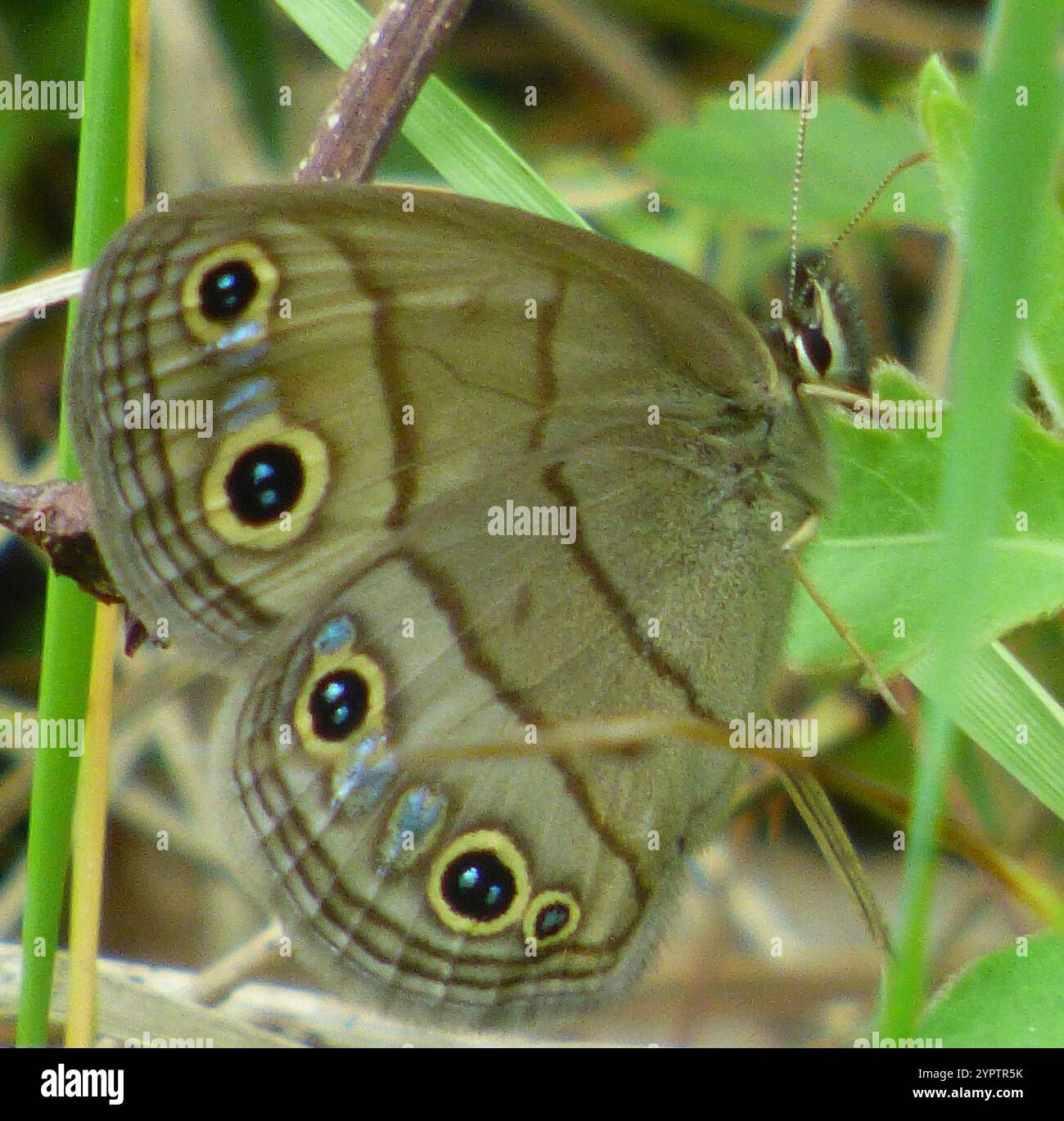 Little Wood Satyr (Megisto cymela Stock Photo - Alamy