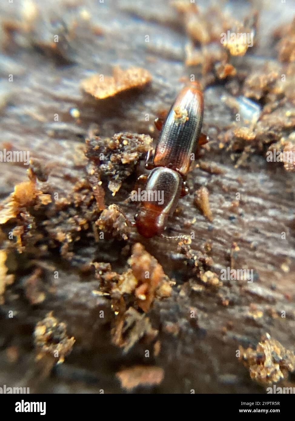 Rhizophagus dispar hi-res stock photography and images - Alamy