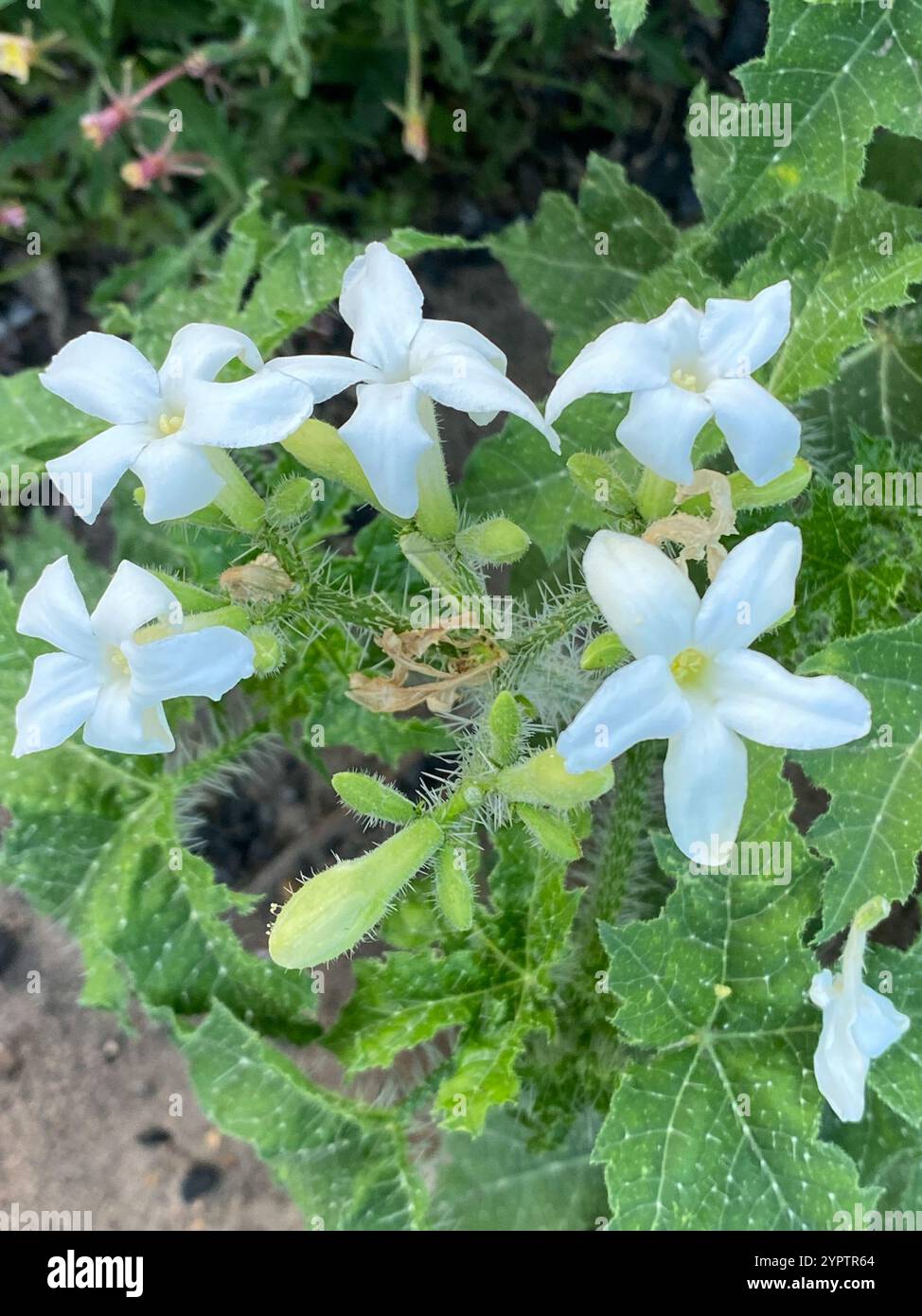 Texas Bull Nettle (Cnidoscolus texanus Stock Photo - Alamy