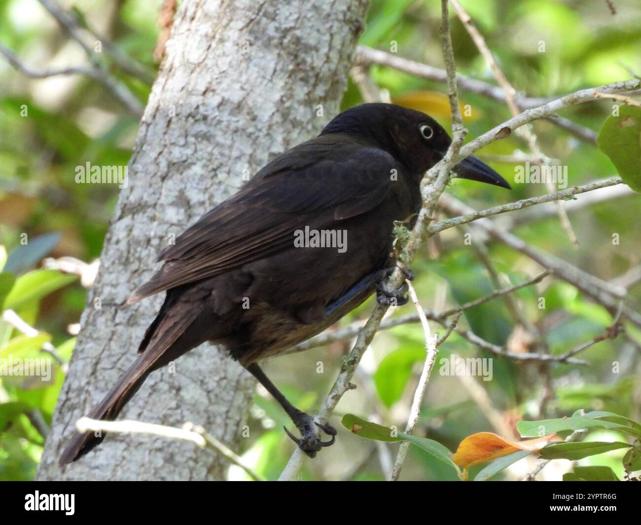 Common Grackle (Quiscalus quiscula Stock Photo - Alamy