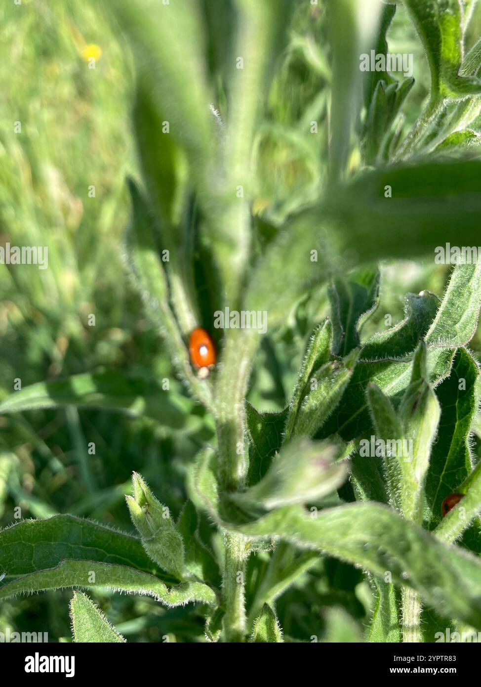 Two-spotted Lady Beetle (Adalia bipunctata Stock Photo - Alamy