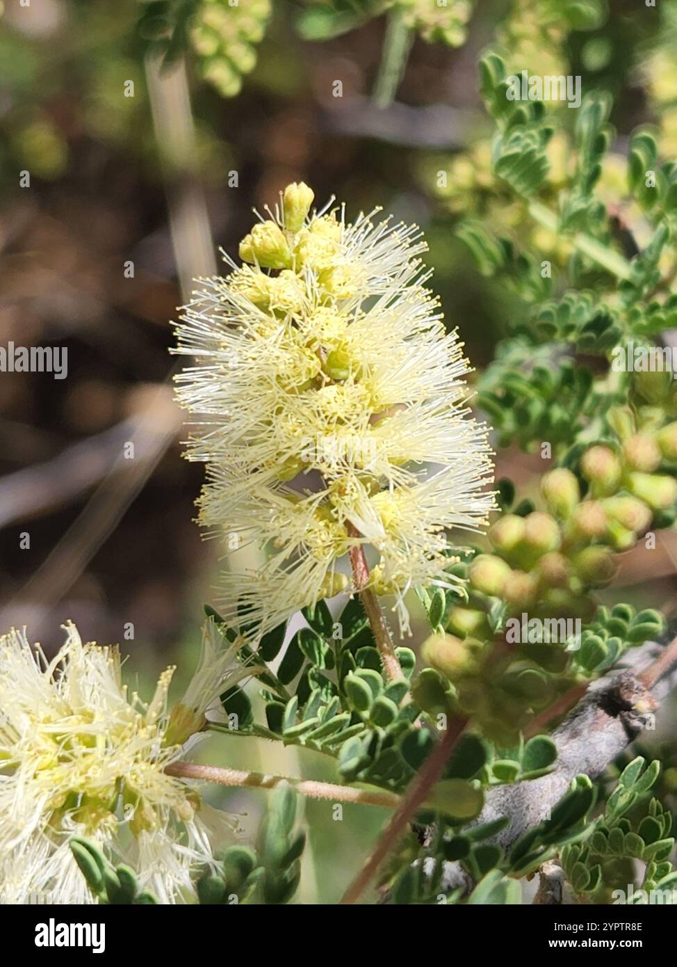 Catclaw Acacia (Senegalia greggii Stock Photo - Alamy