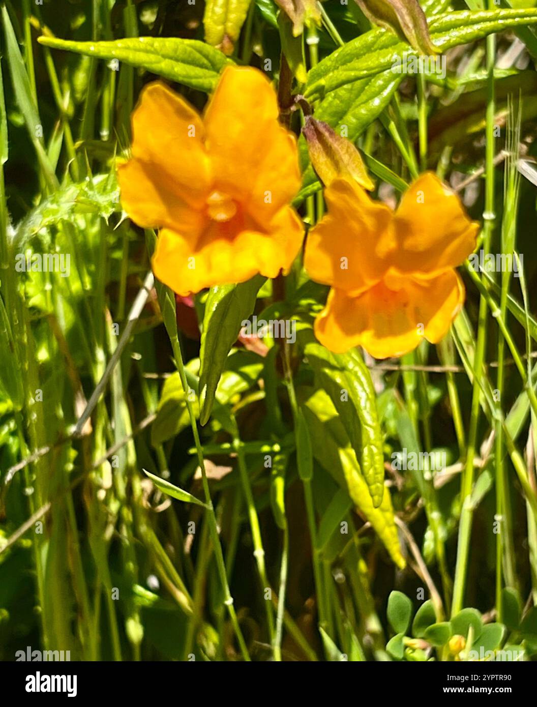 orange bush monkeyflower (Diplacus aurantiacus Stock Photo - Alamy