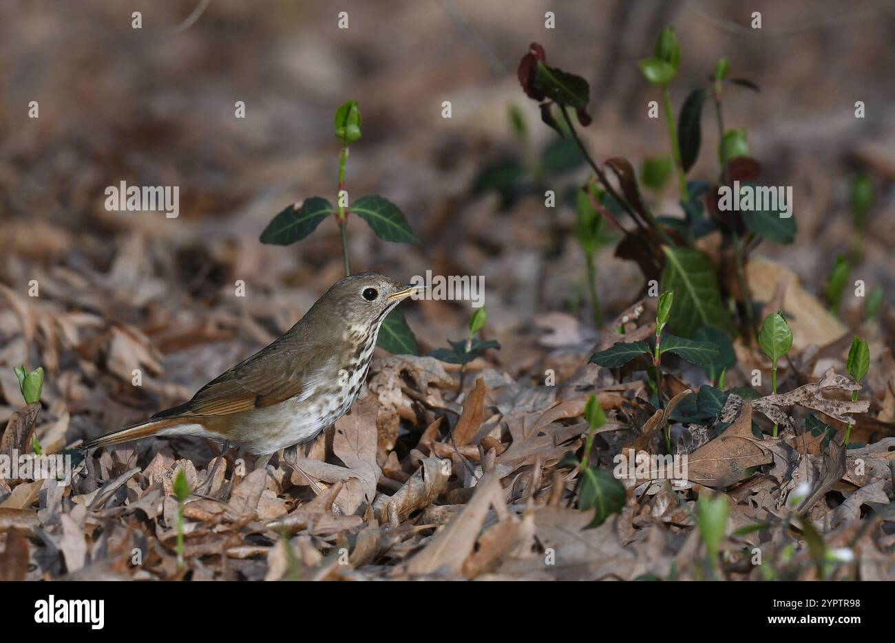 Hermit Thrush (Catharus guttatus Stock Photo - Alamy