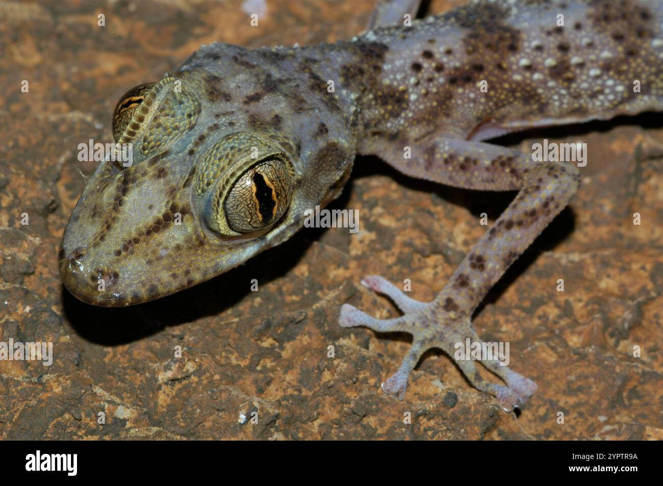 Northern Madagascar Ground Gecko (Paroedura homalorhina Stock Photo - Alamy