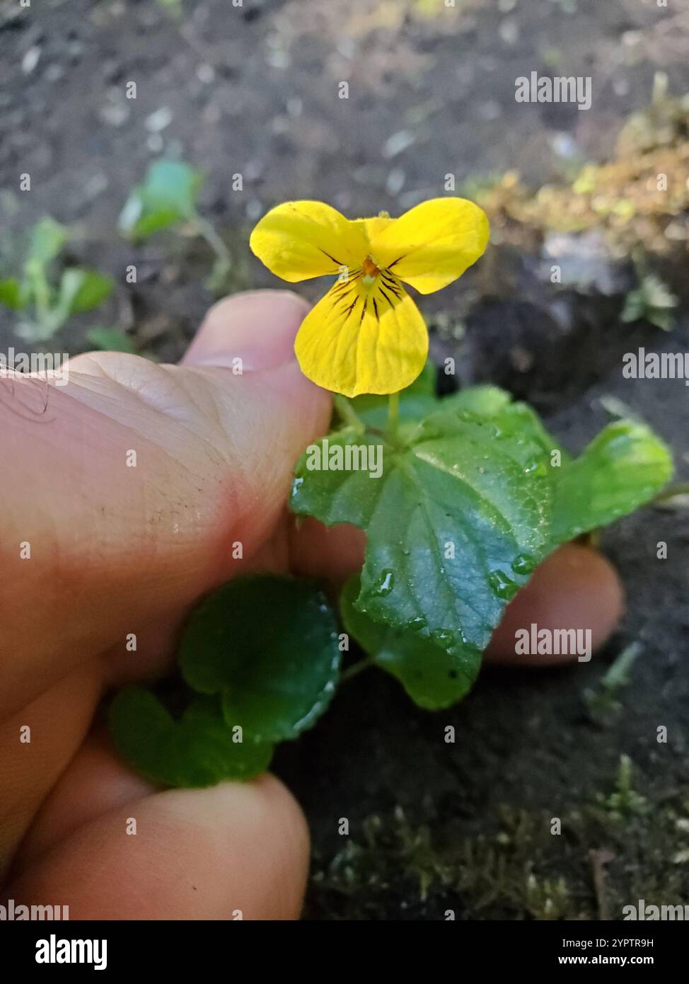 stream violet (Viola glabella Stock Photo - Alamy