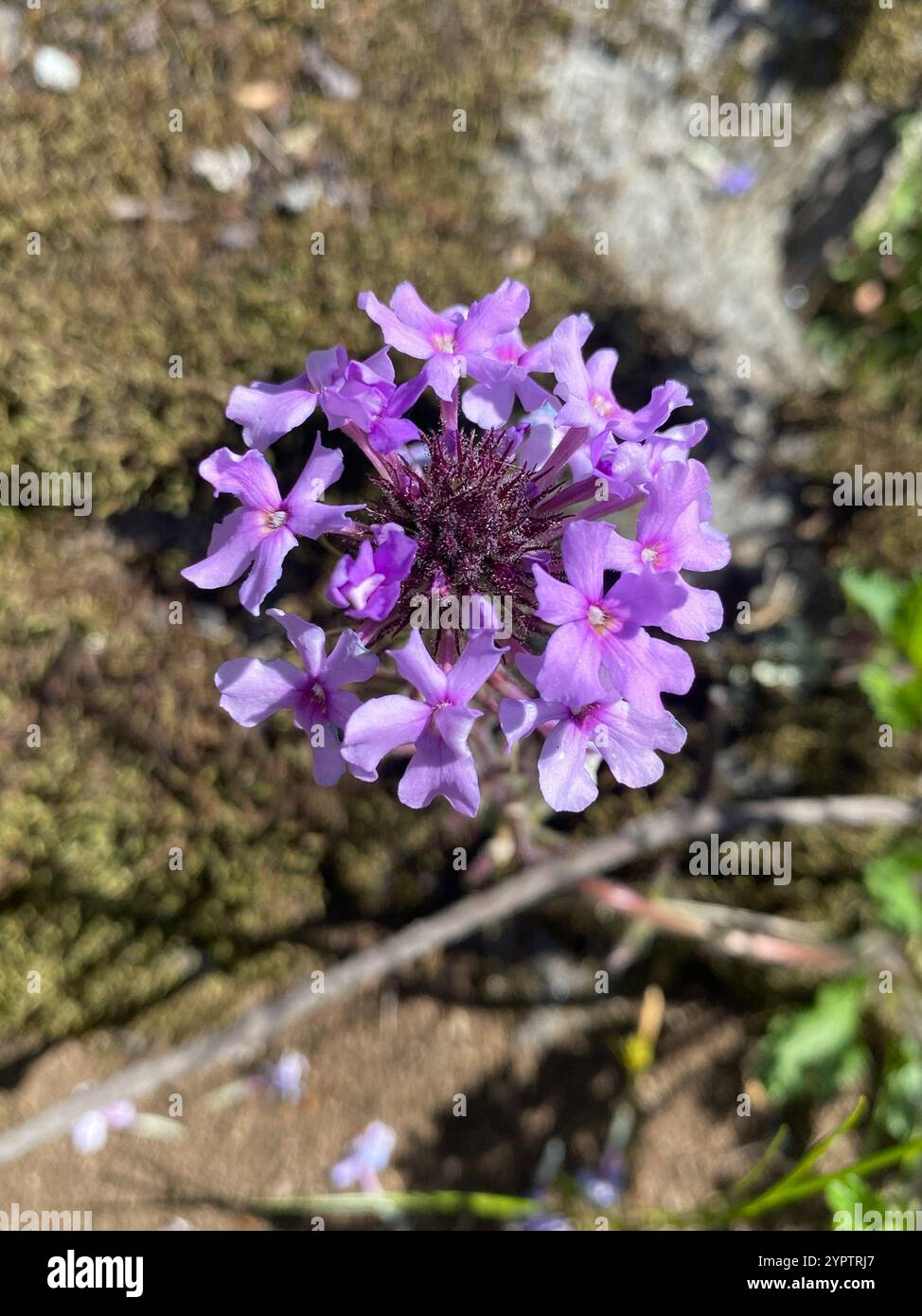 rose vervain (Glandularia canadensis Stock Photo - Alamy