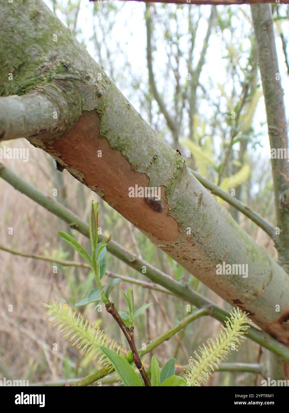 Almond Willow (Salix triandra Stock Photo - Alamy