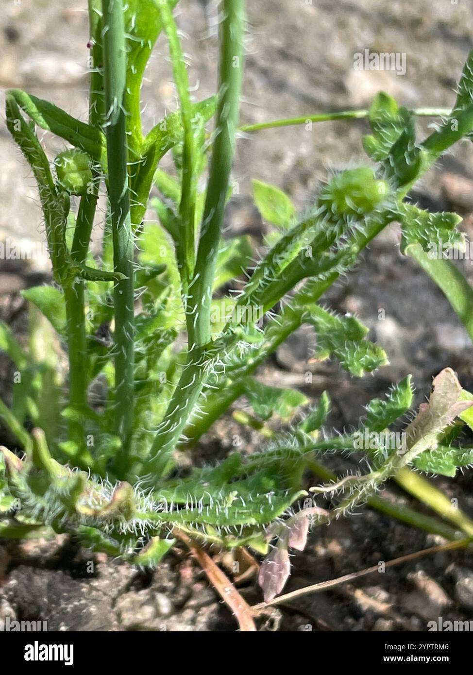 fire poppy (Papaver californicum Stock Photo - Alamy