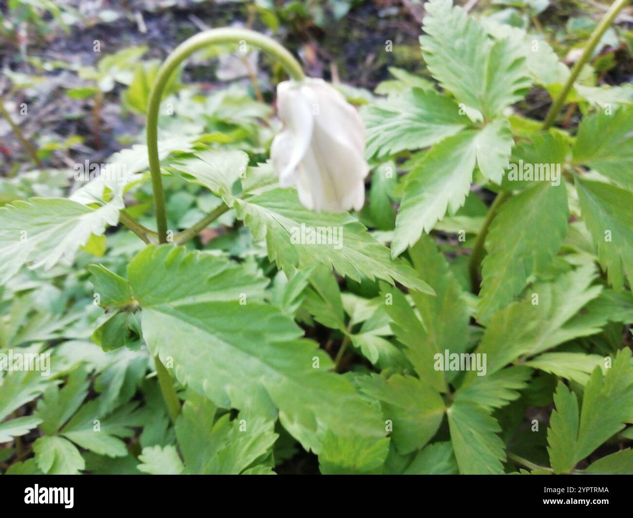 Altaic anemone (Anemonoides altaica Stock Photo - Alamy