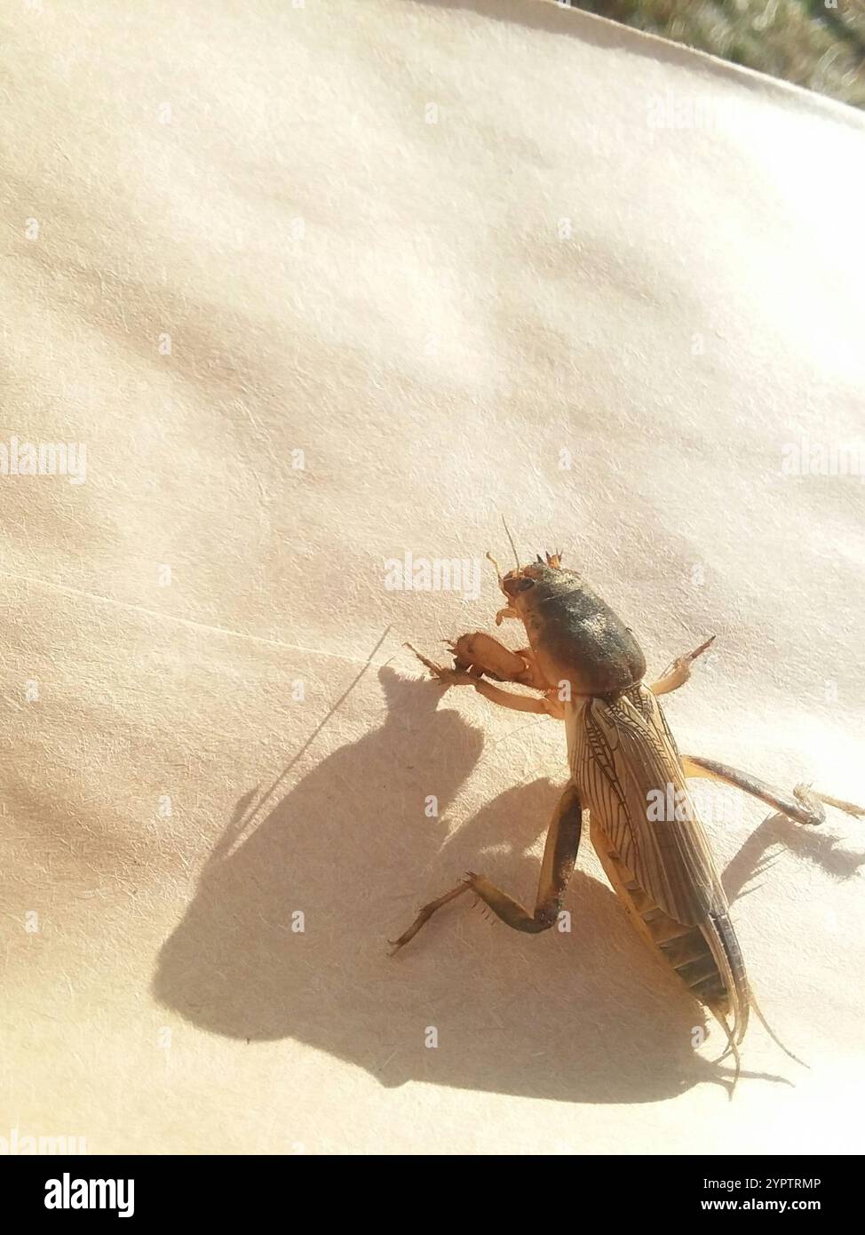 Southern Mole Cricket (Neoscapteriscus borellii Stock Photo - Alamy