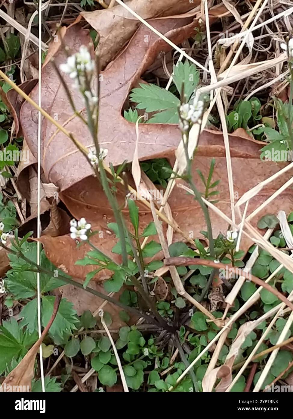 hairy bittercress (Cardamine hirsuta Stock Photo - Alamy