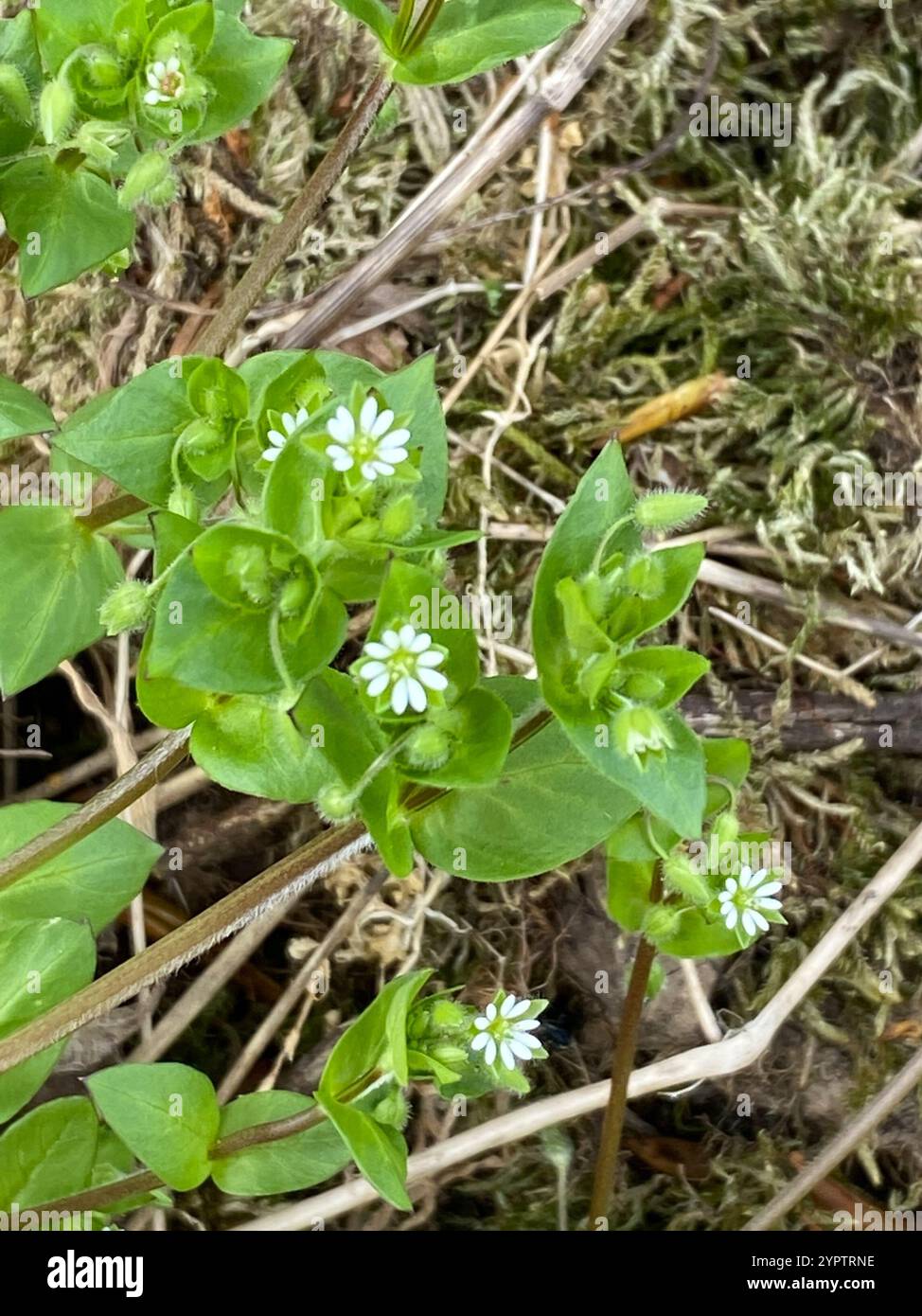 common chickweed (Stellaria media Stock Photo - Alamy