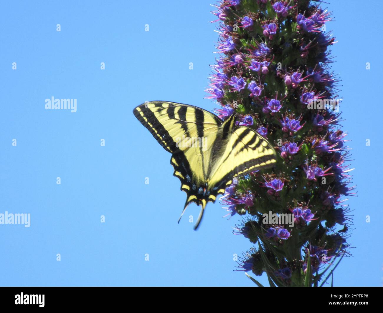 Western Tiger Swallowtail (Papilio rutulus Stock Photo - Alamy