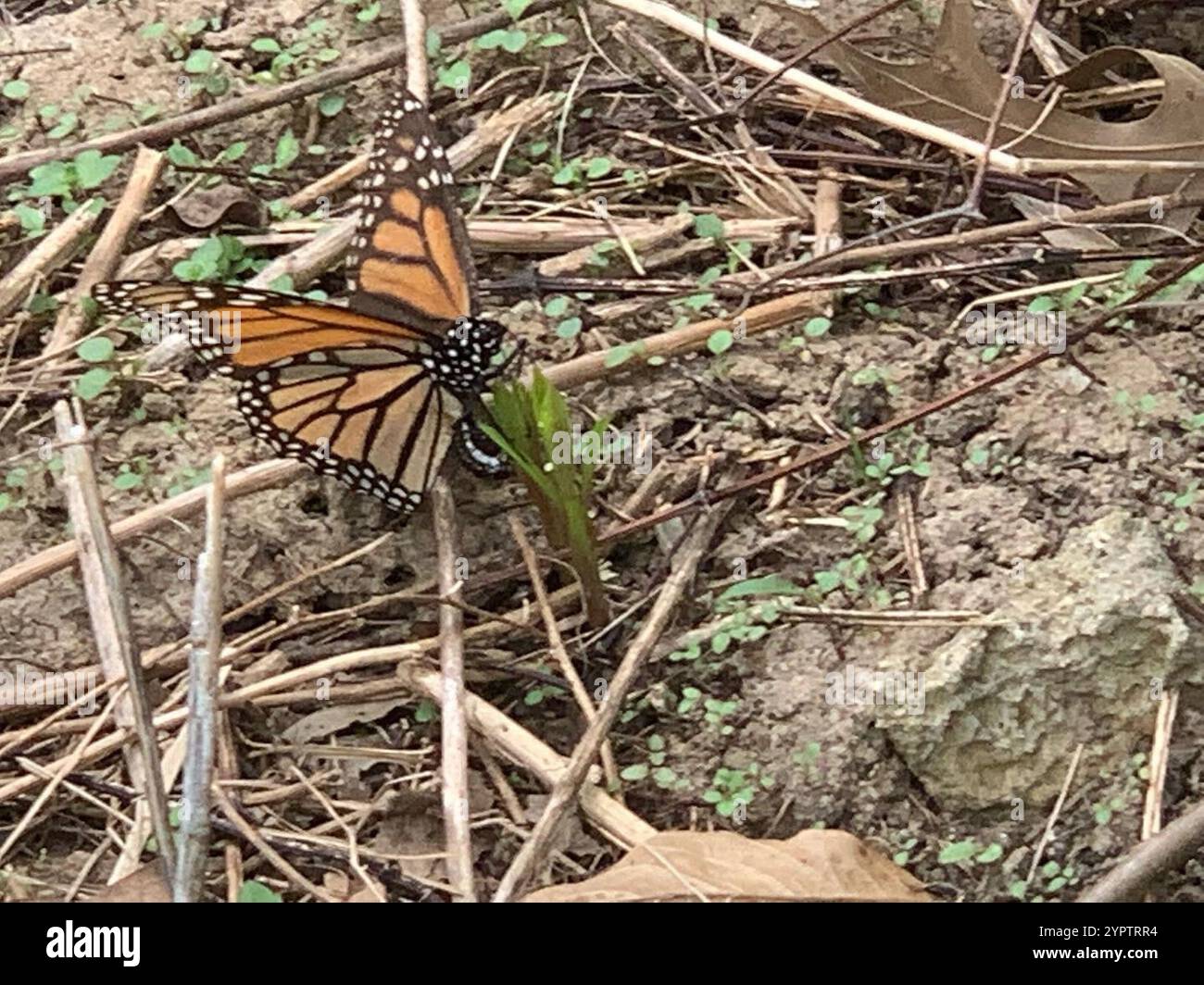 Monarch (Danaus plexippus Stock Photo - Alamy