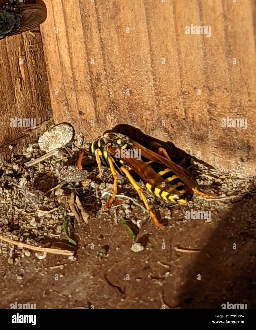 European Paper Wasp (Polistes dominula Stock Photo - Alamy