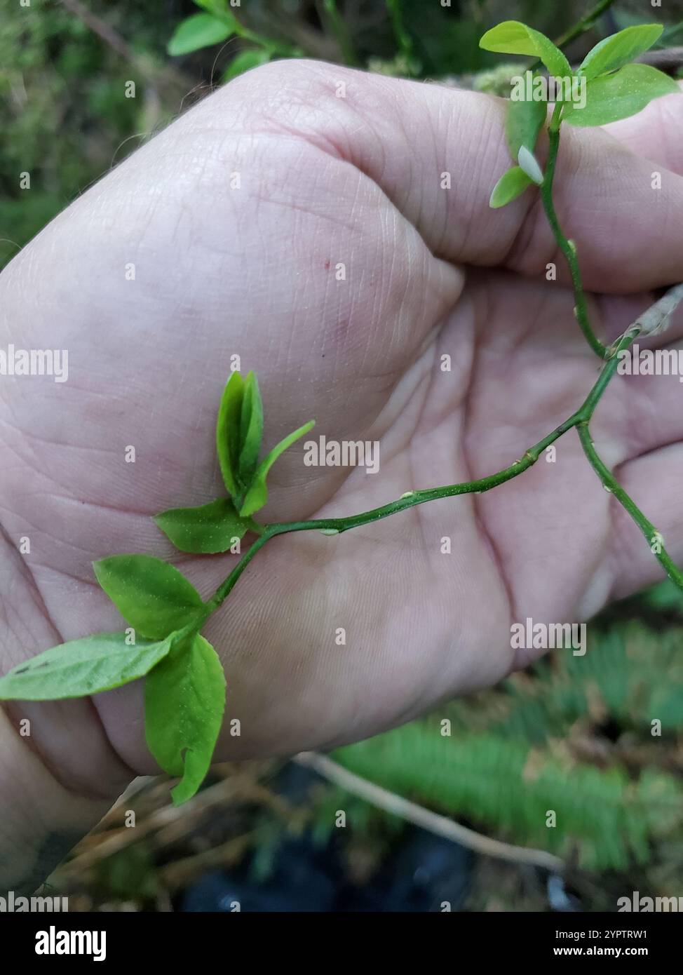 Red Huckleberry (Vaccinium parvifolium Stock Photo - Alamy