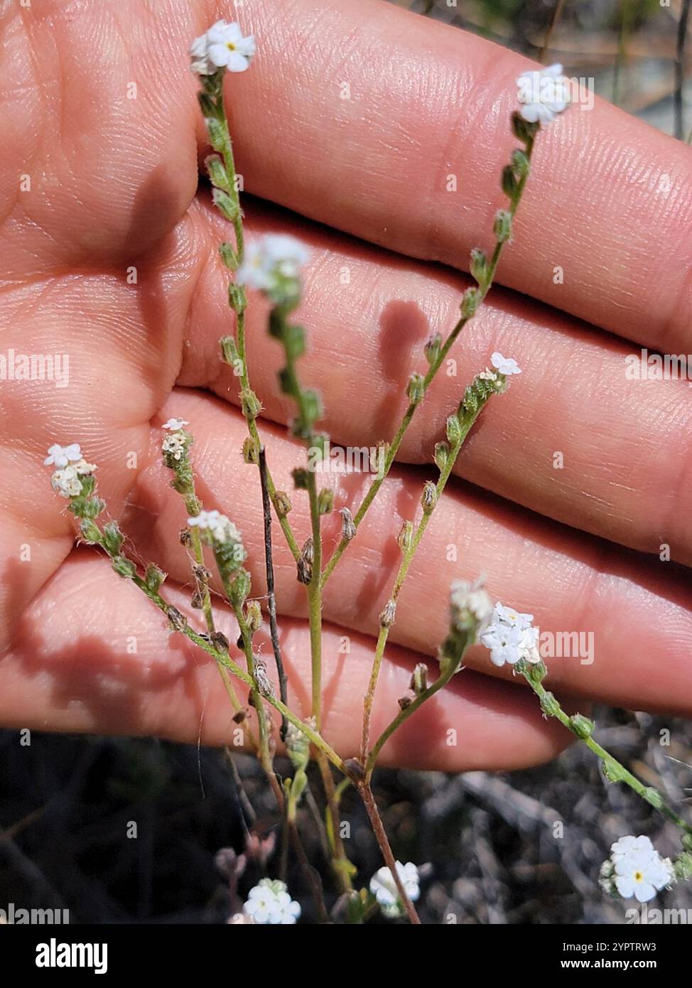 flaccid cryptantha (Cryptantha flaccida Stock Photo - Alamy