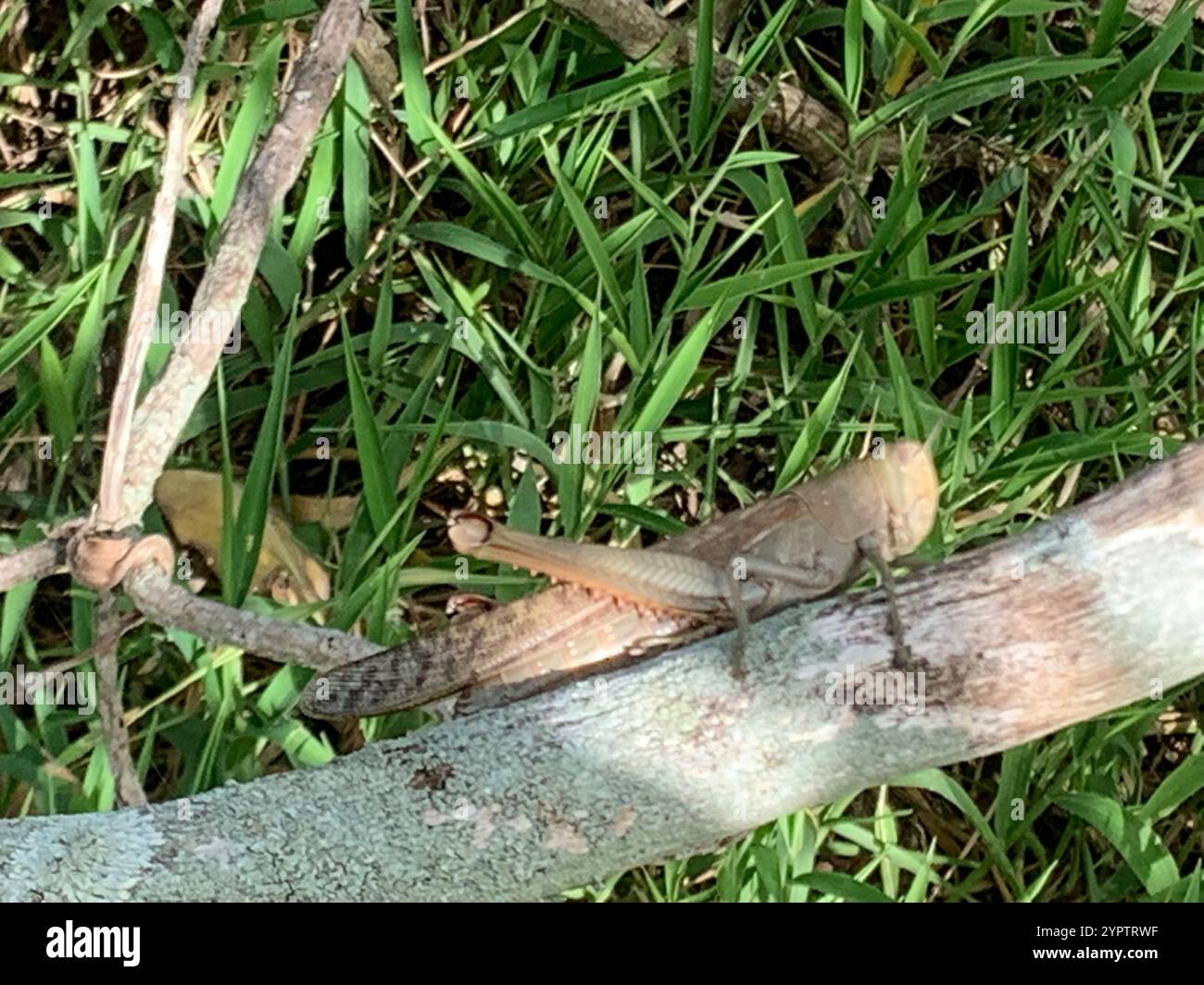 Giant Grasshopper (Valanga irregularis Stock Photo - Alamy