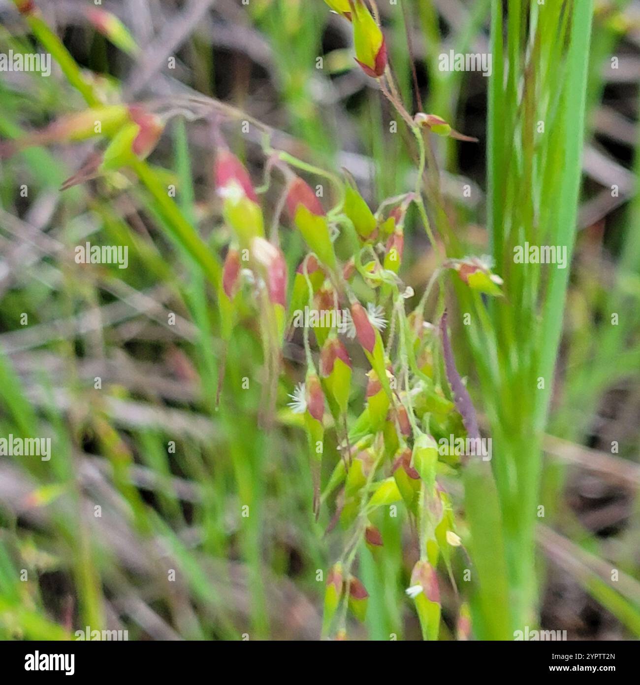 longflower veldtgrass (Ehrharta longiflora Stock Photo - Alamy