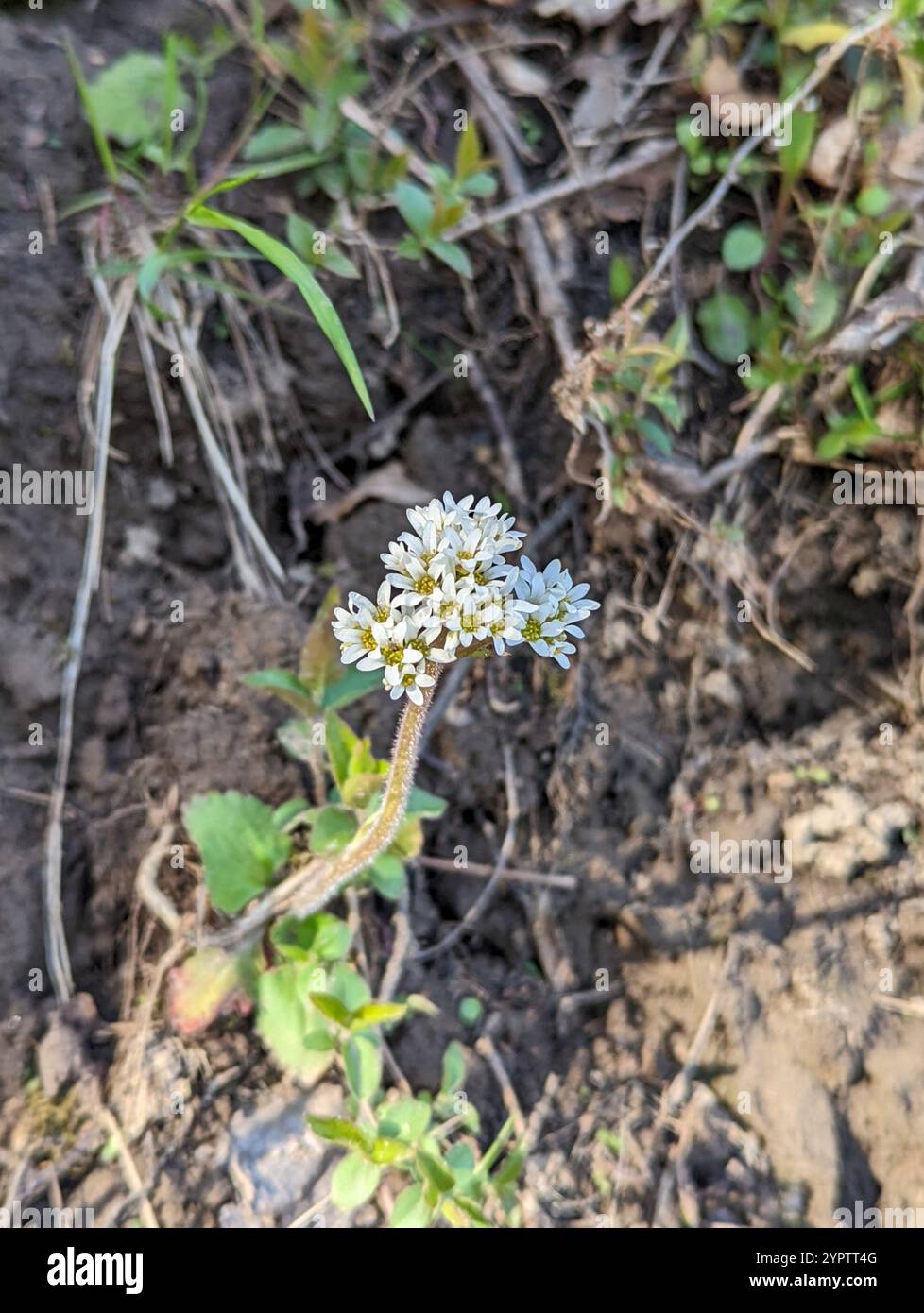Micranthes virginiensis hi-res stock photography and images - Alamy